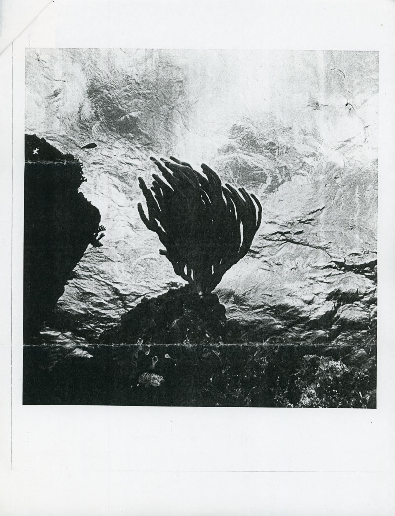 Gallery 98 | Edward Maxey (Mapplethorpe), Selected Photographs (1988 ...