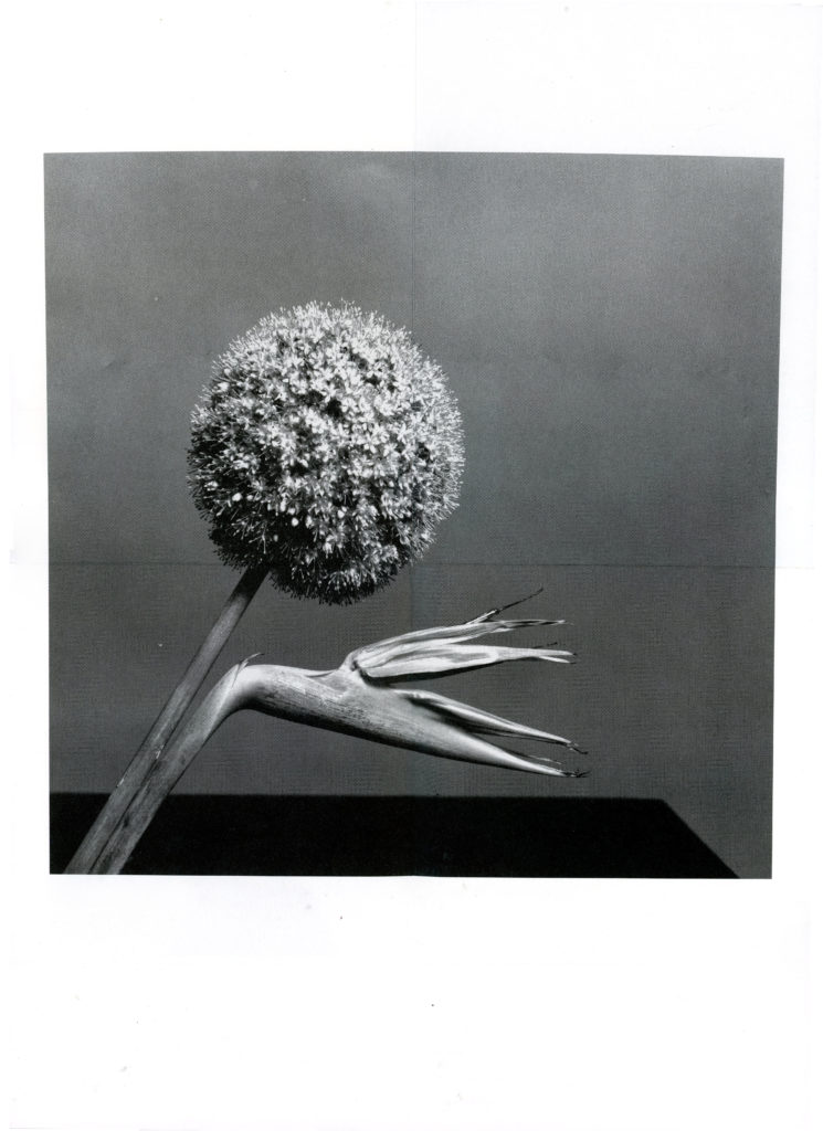 Gallery 98 | Robert Mapplethorpe, Self Portrait (1986), Group ...