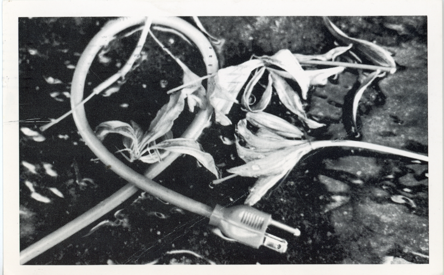 Gallery 98 | Rebecca Howland, Willoughby Sharp Gallery, Card, 1988